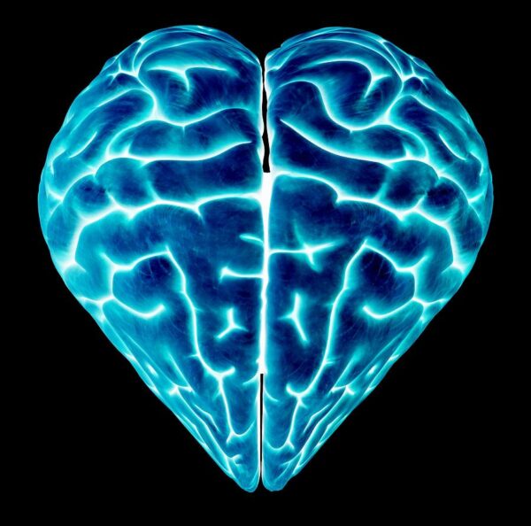 The Heart as an Intelligent Brain. Read some interesting facts!